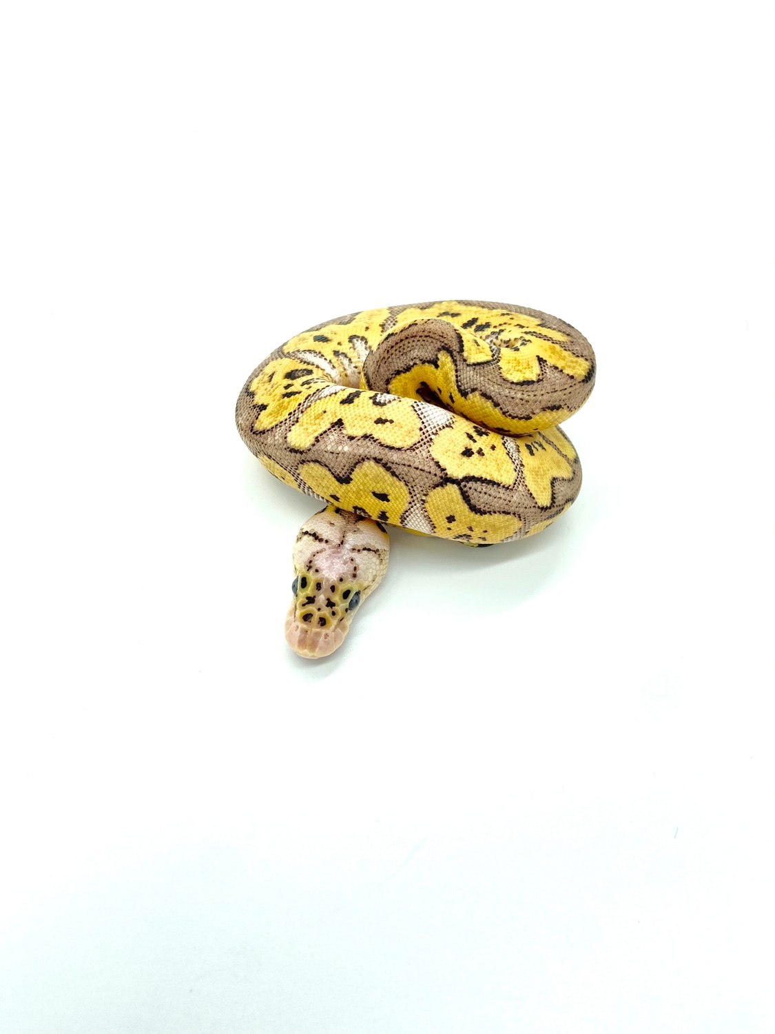 Killer Clown Ball Python by Collision Morphs - MorphMarket