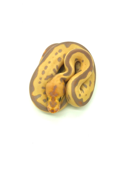 Banana Leopard Clown Ball Python by Collision Morphs