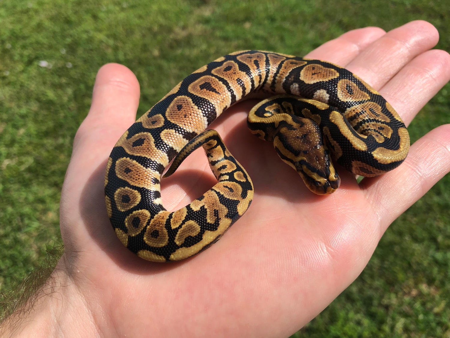 Spotnose Het Clown Ball Python by Collision Morphs - MorphMarket