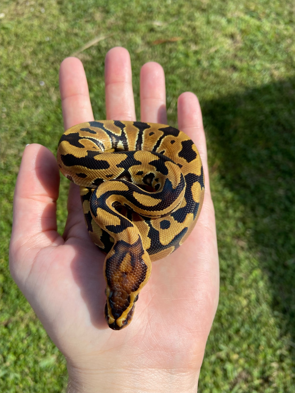 Crypton Het Ultramel Het Clown 200 Shipped! Ball Python by Collision ...
