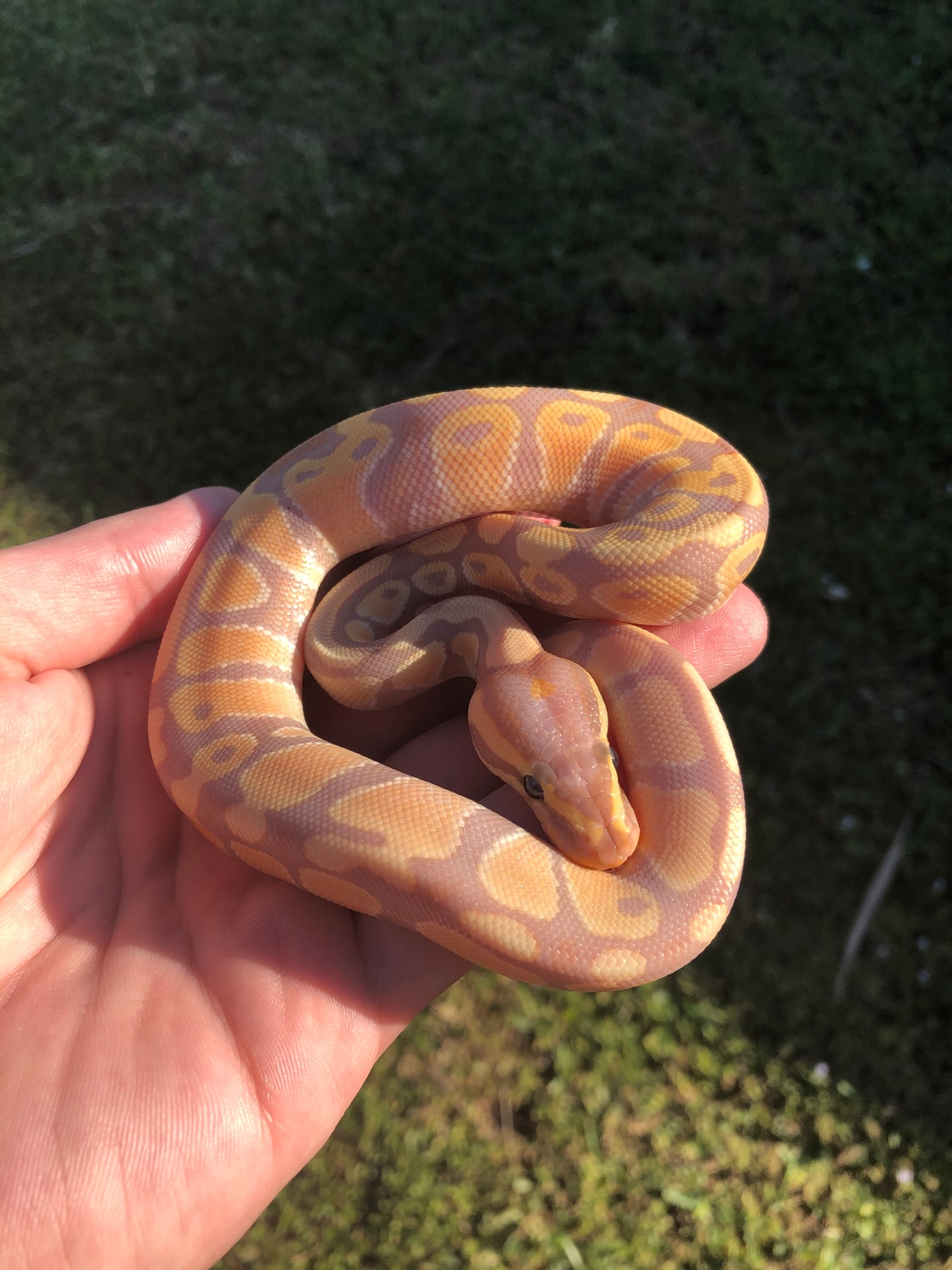 Holiday Sale! 600 Shippedbanana Het Ultramel Het Clown Ball Python by ...