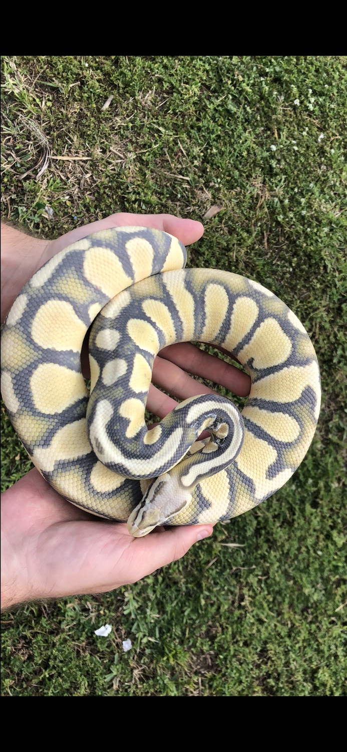 Hypo Desert Ghost Pastel Chocolate Ball Python by Collision Morphs ...