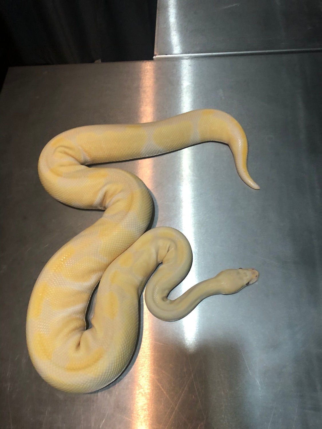Enchi Candino Gravid Ball Python by Collision Morphs - MorphMarket