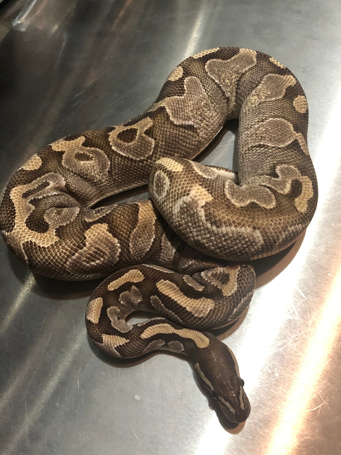 Mojave Enchi Het Candino Ball Python by Collision Morphs - MorphMarket