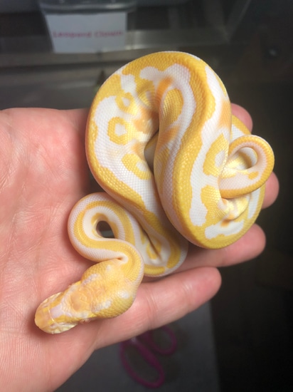 Enchi Leopard Mojave Candino Ball Python by Collision Morphs