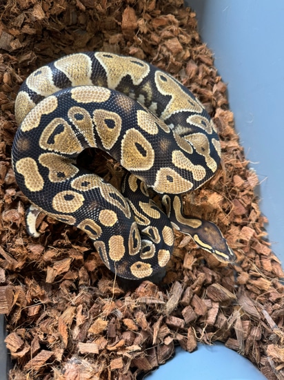 Lace Ball Python by Collision Morphs