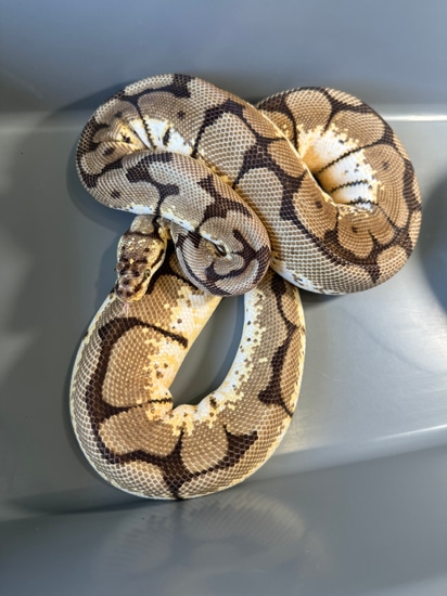 Bumblebee Ball Python by Collision Morphs