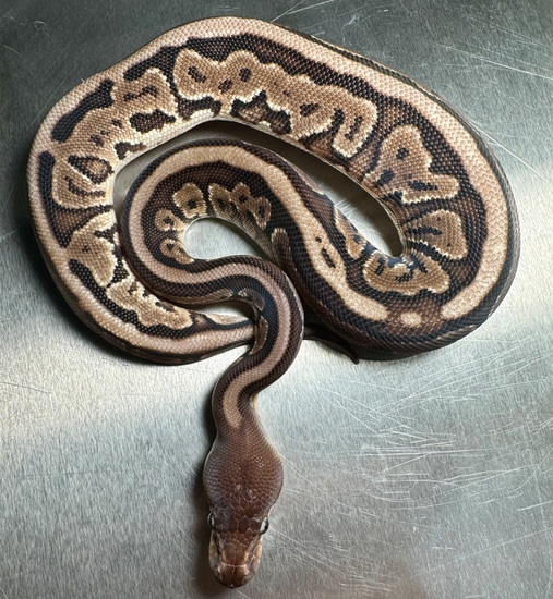 Leopard Cinnamon Hgw Yb Pos Het Sunset Ball Python by Collision Morphs