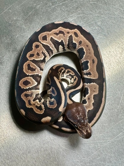 Leopard Cinnamon Pos Het Sunset Ball Python by Collision Morphs