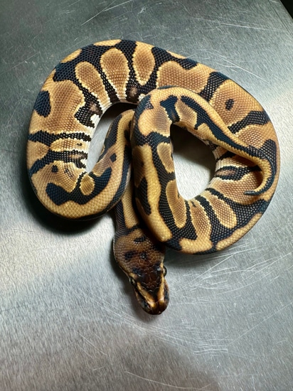 Hgw Leopard Yb Pos Het Sunset Ball Python by Collision Morphs