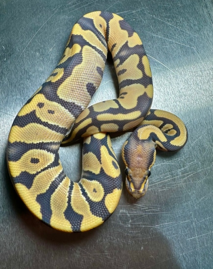 Hypo Dg Ball Python by Collision Morphs