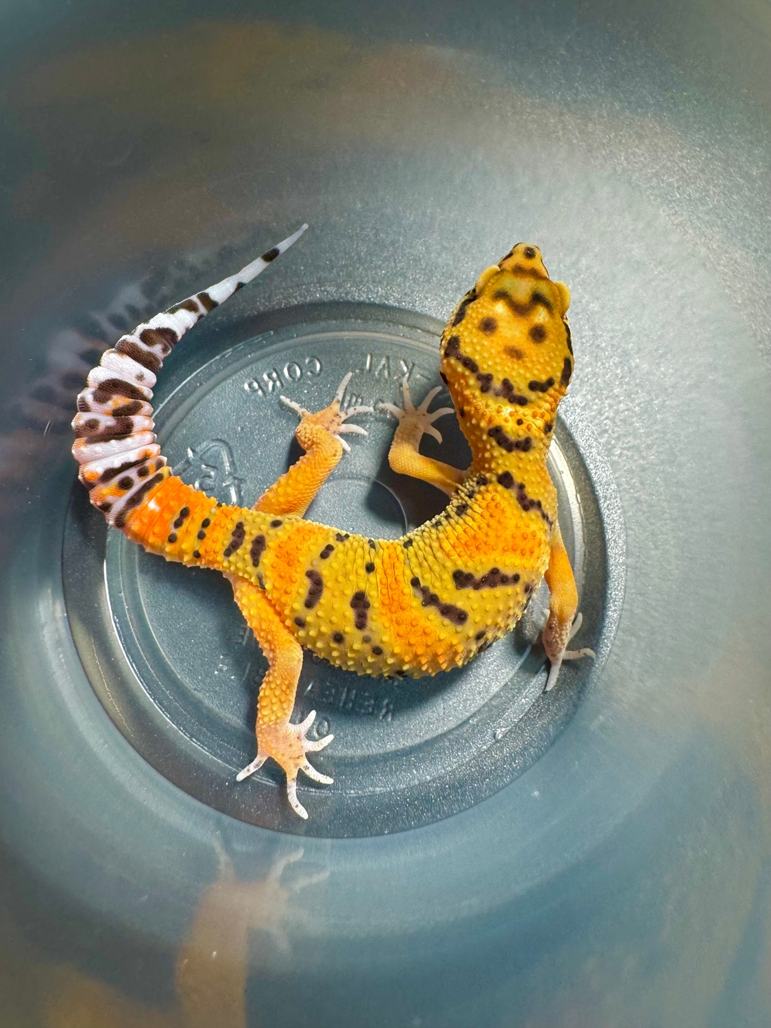 blood emerine het rainwater x clown cross