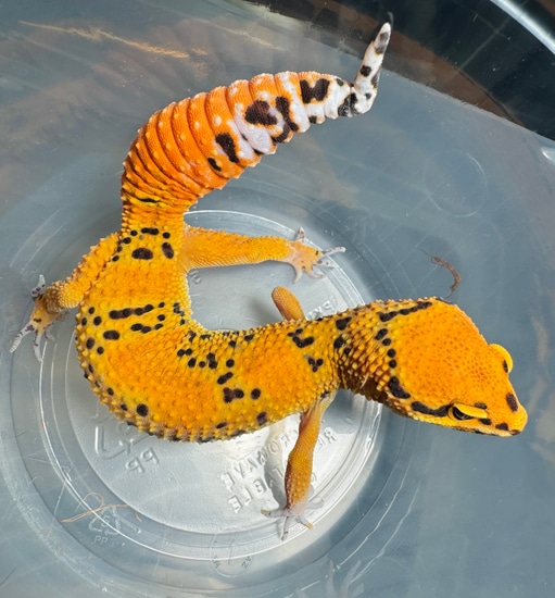 Blood Emerine X Clown Cross Leopard Gecko by Collision Morphs