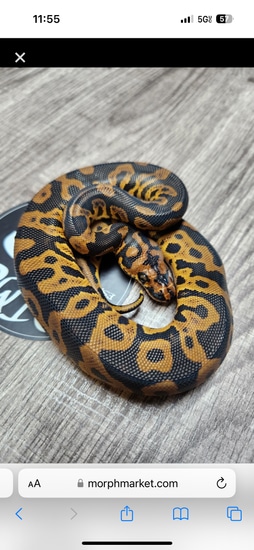ACID/Confusion Black Pastel Chocolate Clown Ball Python by Collision Morphs