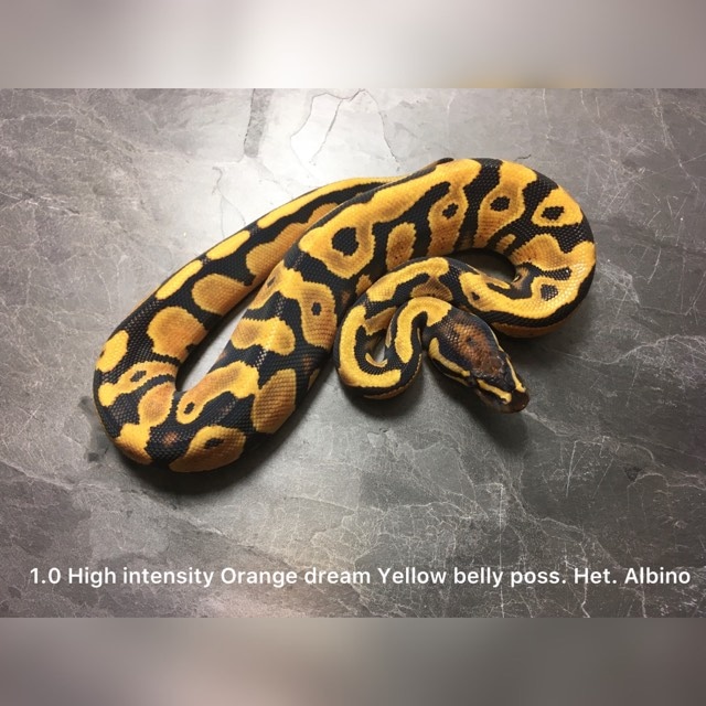 High Intensity Orange Dream Yellow Belly 50% Poss. Het. Albino Ball ...