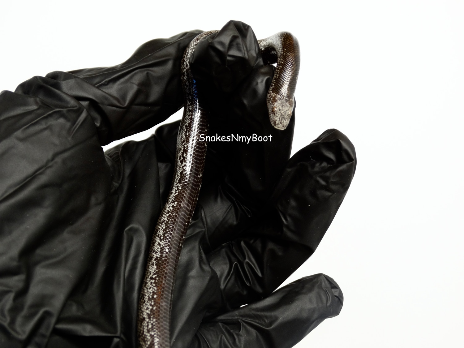 Emily the Black Russian Sand Boa