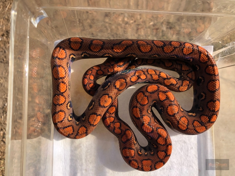 (Male, 2020, Dual Orange Line) Brazilian Rainbow Boa by Living Gems ...