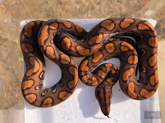 Brazilian Rainbow Boa (Male, 2020, Dual Orange Line) by Living Gems ...