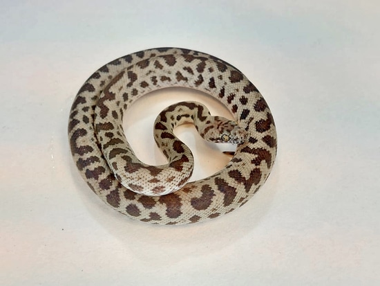 Reduced Pattern Cape York Spotted Python by Snakes 'N' Adders