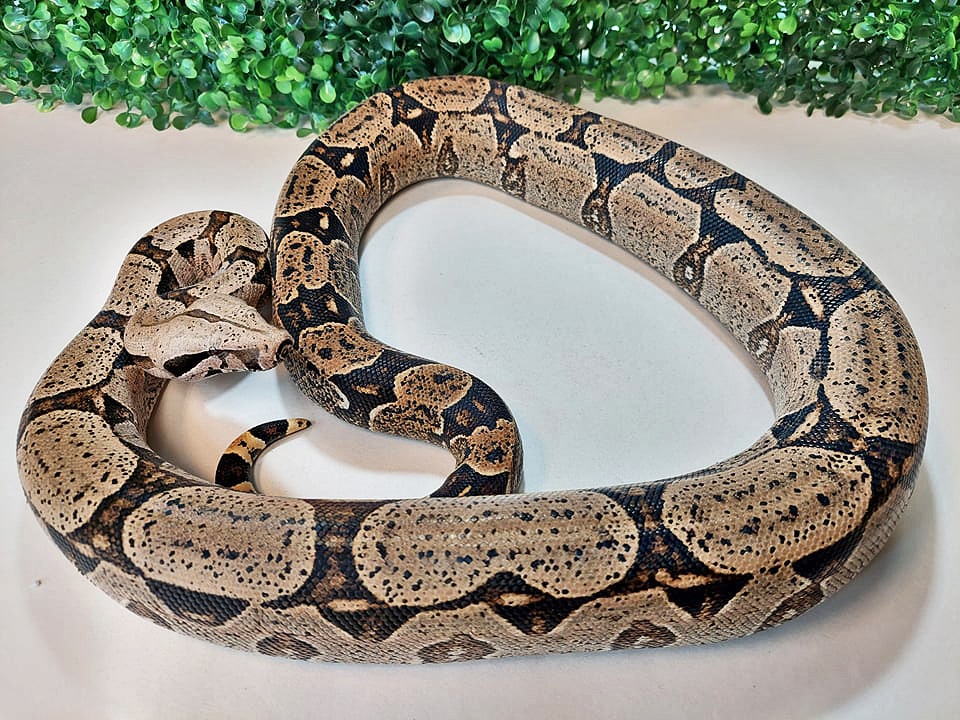 Bolivian Boa Short-tailed Boa Constrictor by Snakes 'N' Adders ...