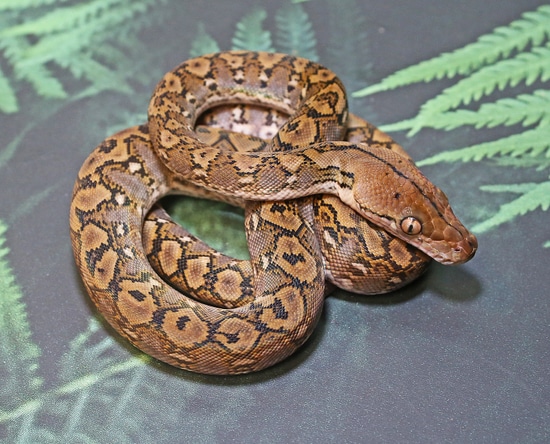 Madu Super Dwarf Reticulated Python by Snakes 'N' Adders