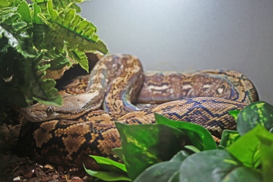 Kalaotoa Super Dwarf Reticulated Python by Snakes 'N' Adders