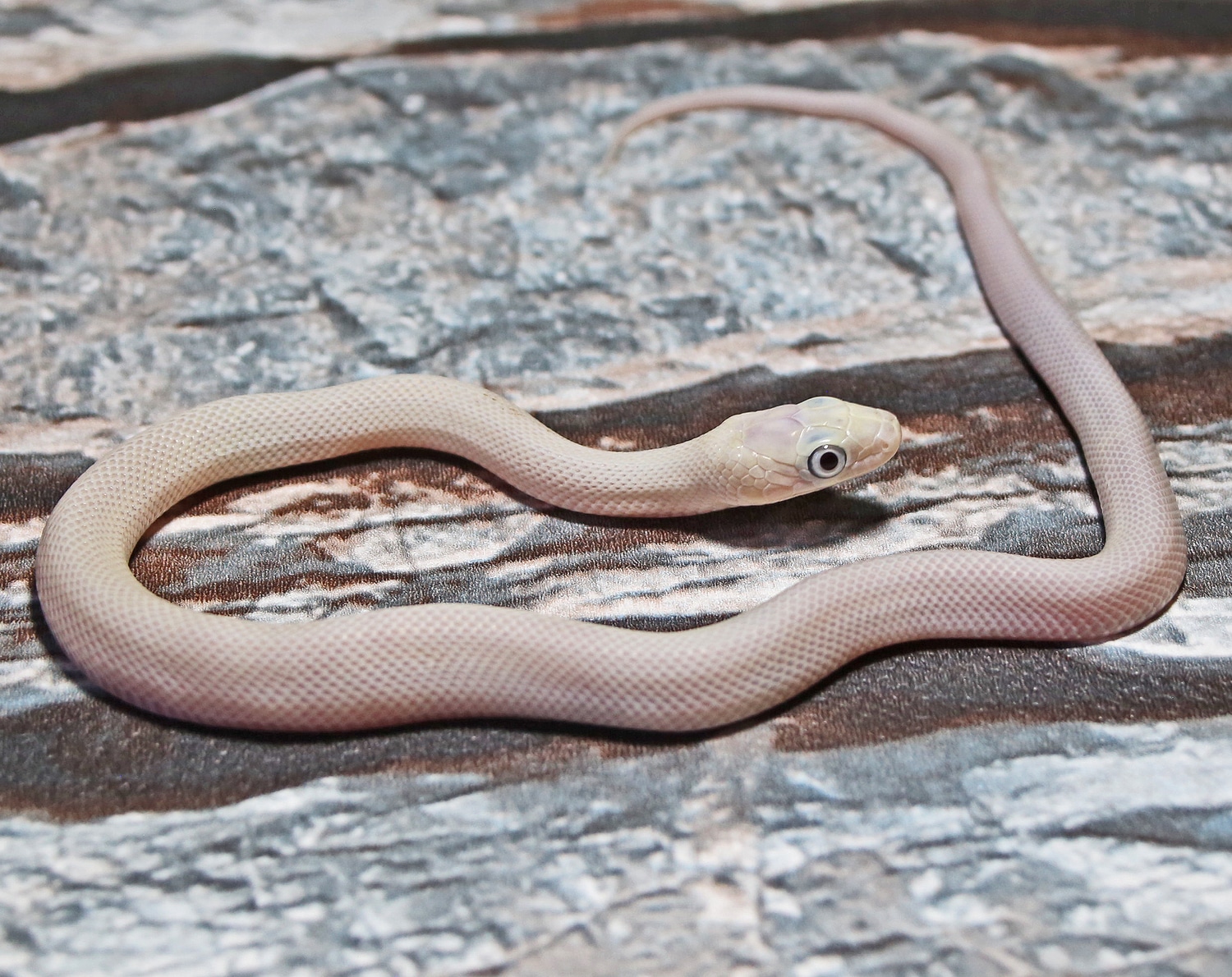 Leucistic Western Rat Snake by Snakes 'N' Adders - MorphMarket
