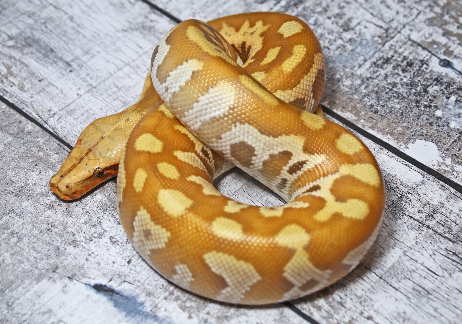 T+ Albino Blood Python by Snakes 'N' Adders - MorphMarket