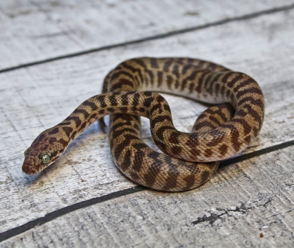 Snakes 'N' Adders - MorphMarket