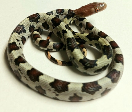 Snakes 'N' Adders - MorphMarket