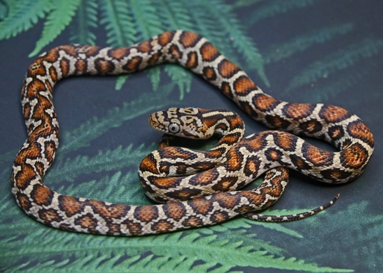 Mexican Night Snake 100% Het Axanthic Other Rat Snake by Snakes 'N' Adders