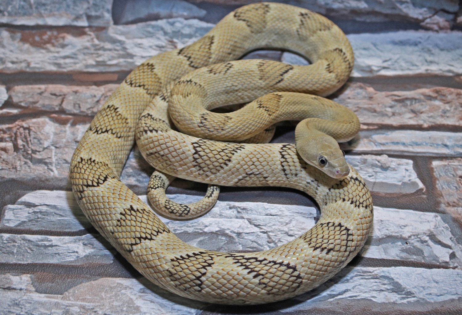 Blonde Trans-Pecos Rat Snake by Snakes 'N' Adders - MorphMarket