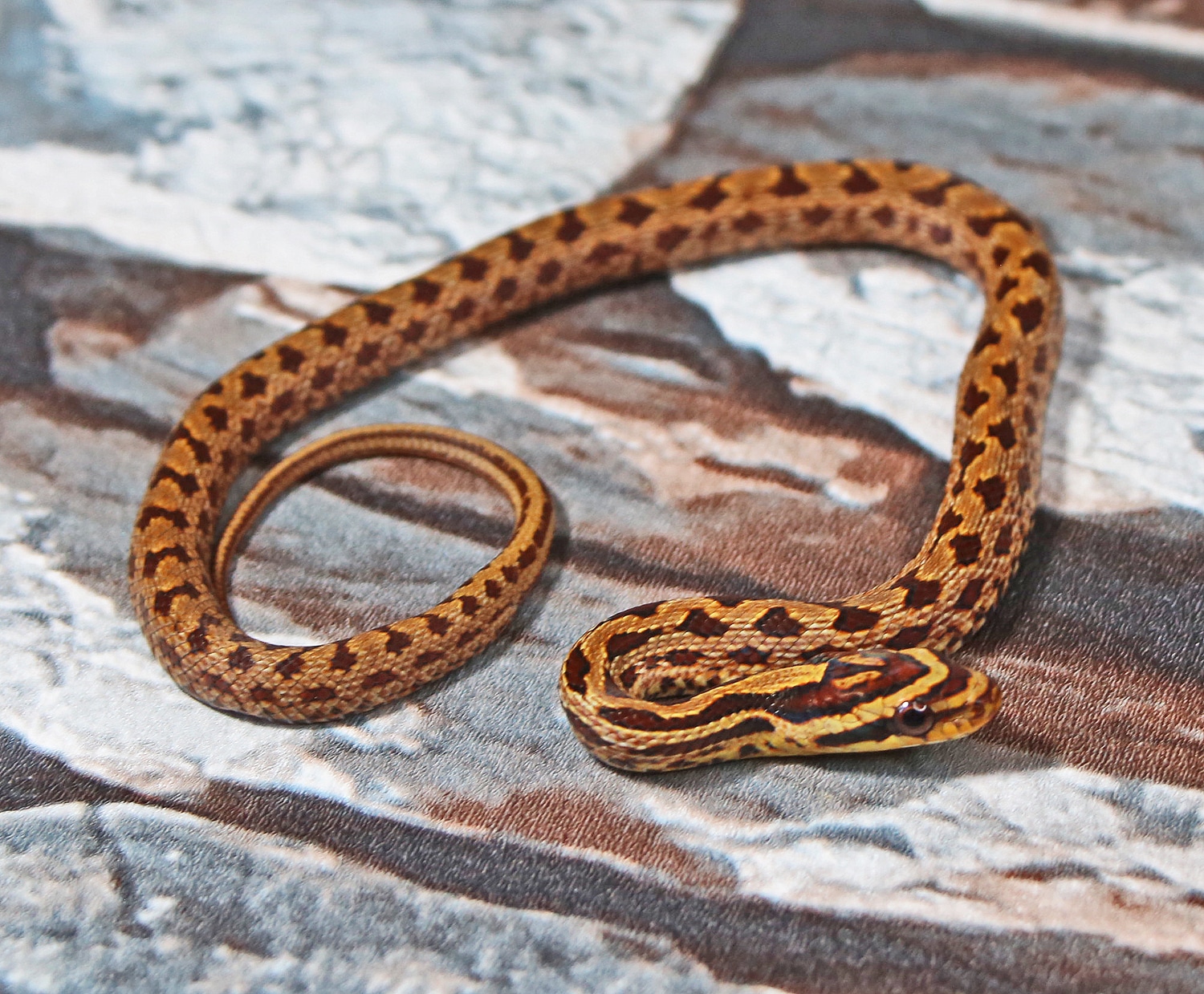 Chinese Twin Spotted Other Rat Snake by Snakes 'N' Adders - MorphMarket
