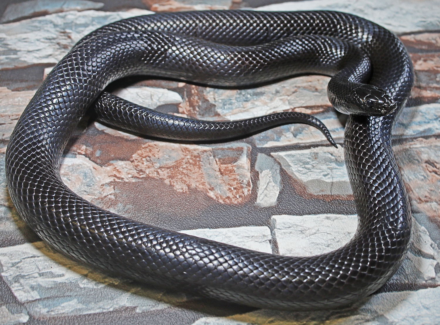 King Snake Mexican Black Kingsnake by Snakes 'N' Adders - MorphMarket