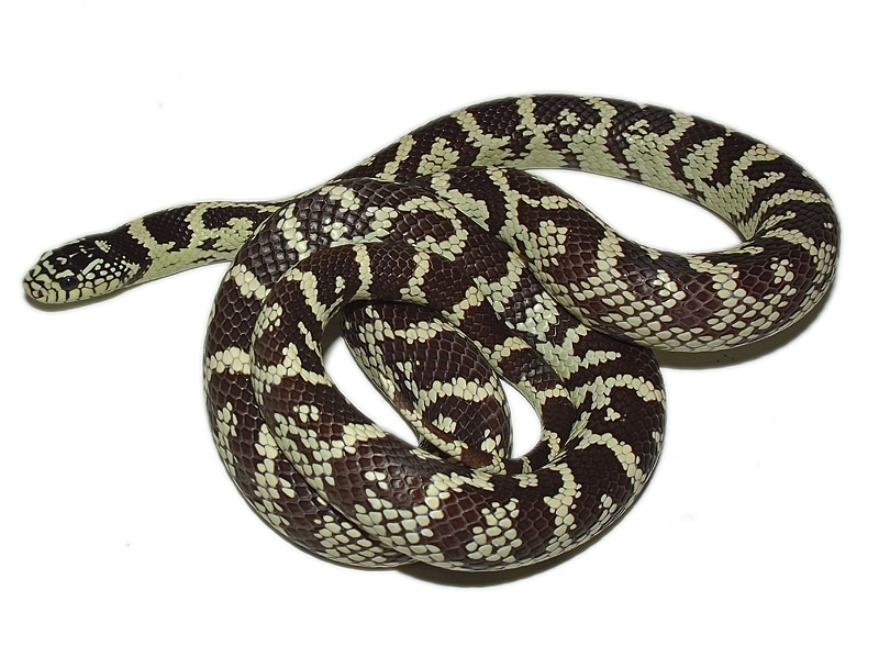 Abberant Desert Californian King Snake California Kingsnake by Snakes ...
