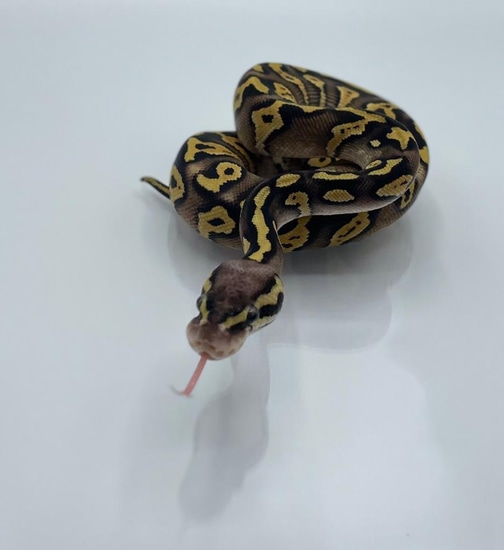 Super Pastel YB OD 50% Het Pied Ball Python by LD Snakes