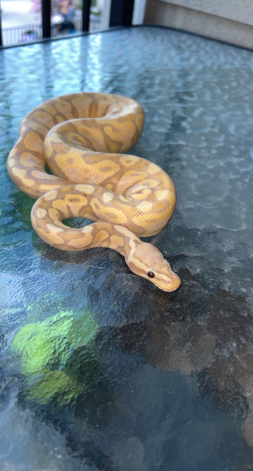 Super Pastel Banana Ghost Hypo Het Piedball Ball Python by Snakes ...