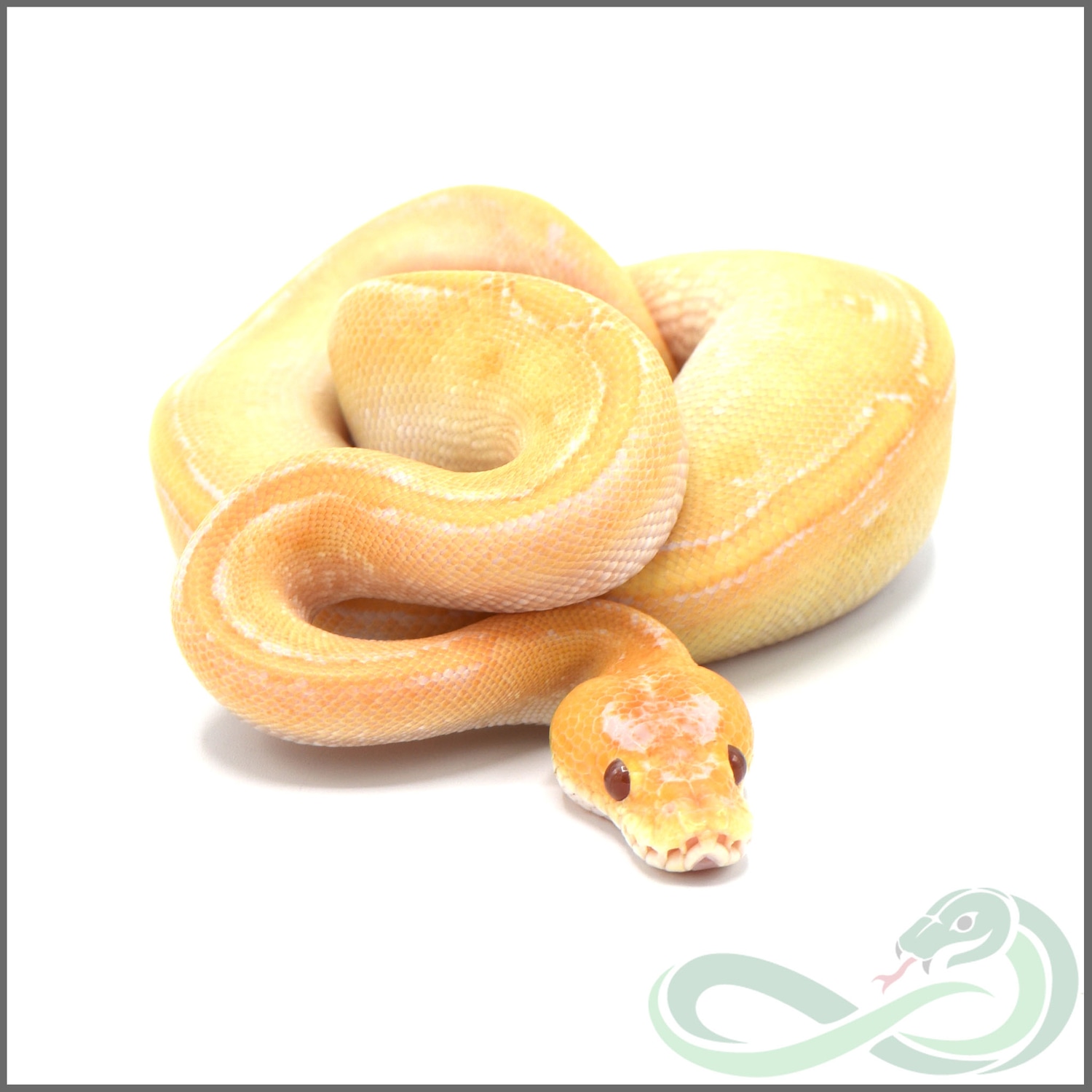 Lavender Albino Champagne Ball Python by Snakes 'N' Stuff - MorphMarket