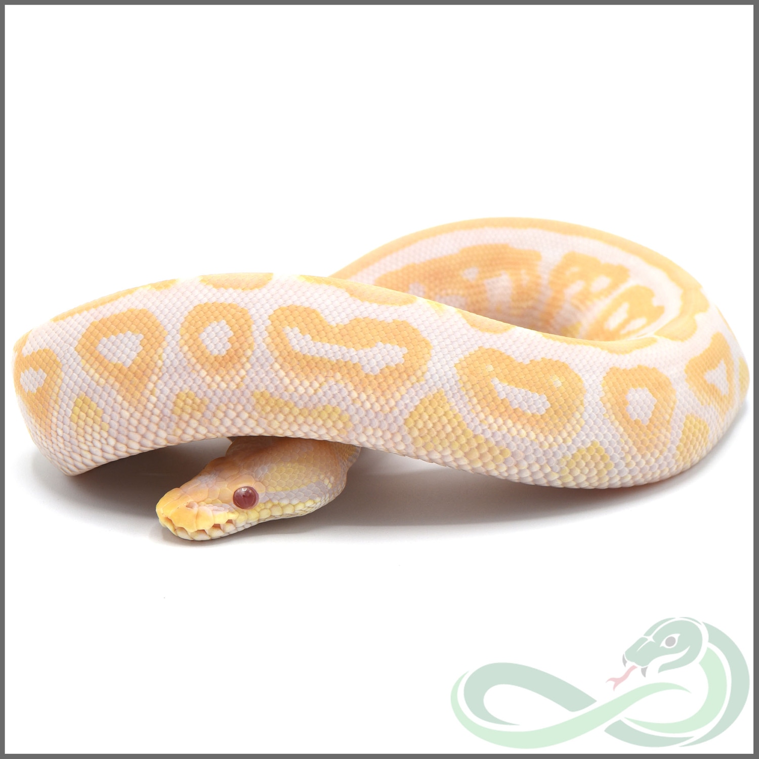 Albino Cinnamon Ball Python by Snakes 'N' Stuff - MorphMarket