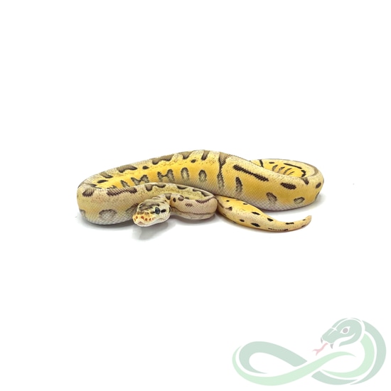 Pastel Spider Puzzle Ball Python by Snakes 'N' Stuff
