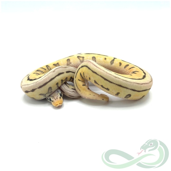 Super Pastel Spider Mojave Puzzle Ball Python by Snakes 'N' Stuff