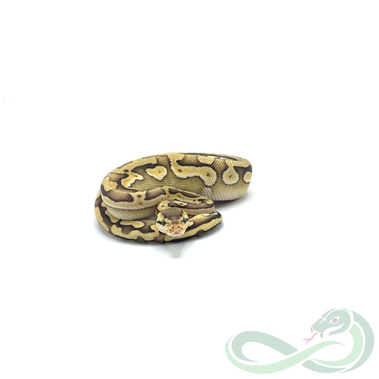 Pastel Mojave Puzzle Ball Python by Snakes 'N' Stuff