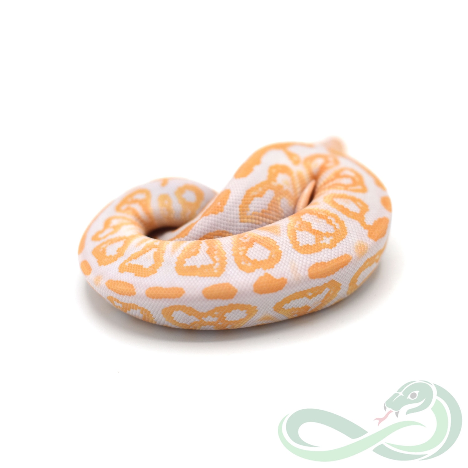 Albino Black Pastel Ball Python by Snakes 'N' Stuff - MorphMarket