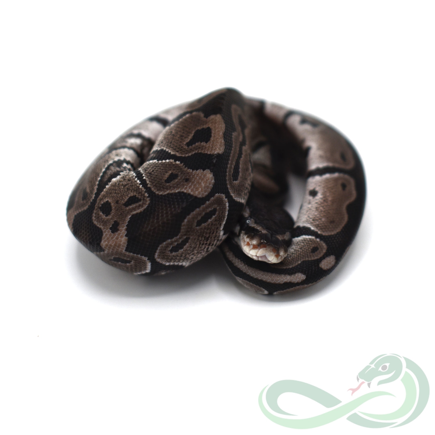 VPI Axanthic Ball Python by Snakes 'N' Stuff - MorphMarket