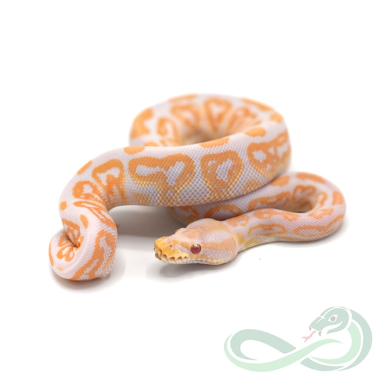 Albino Black Pastel Ball Python by Snakes 'N' Stuff