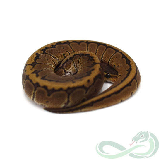 Chocolate Pinstripe Ball Python by Snakes 'N' Stuff