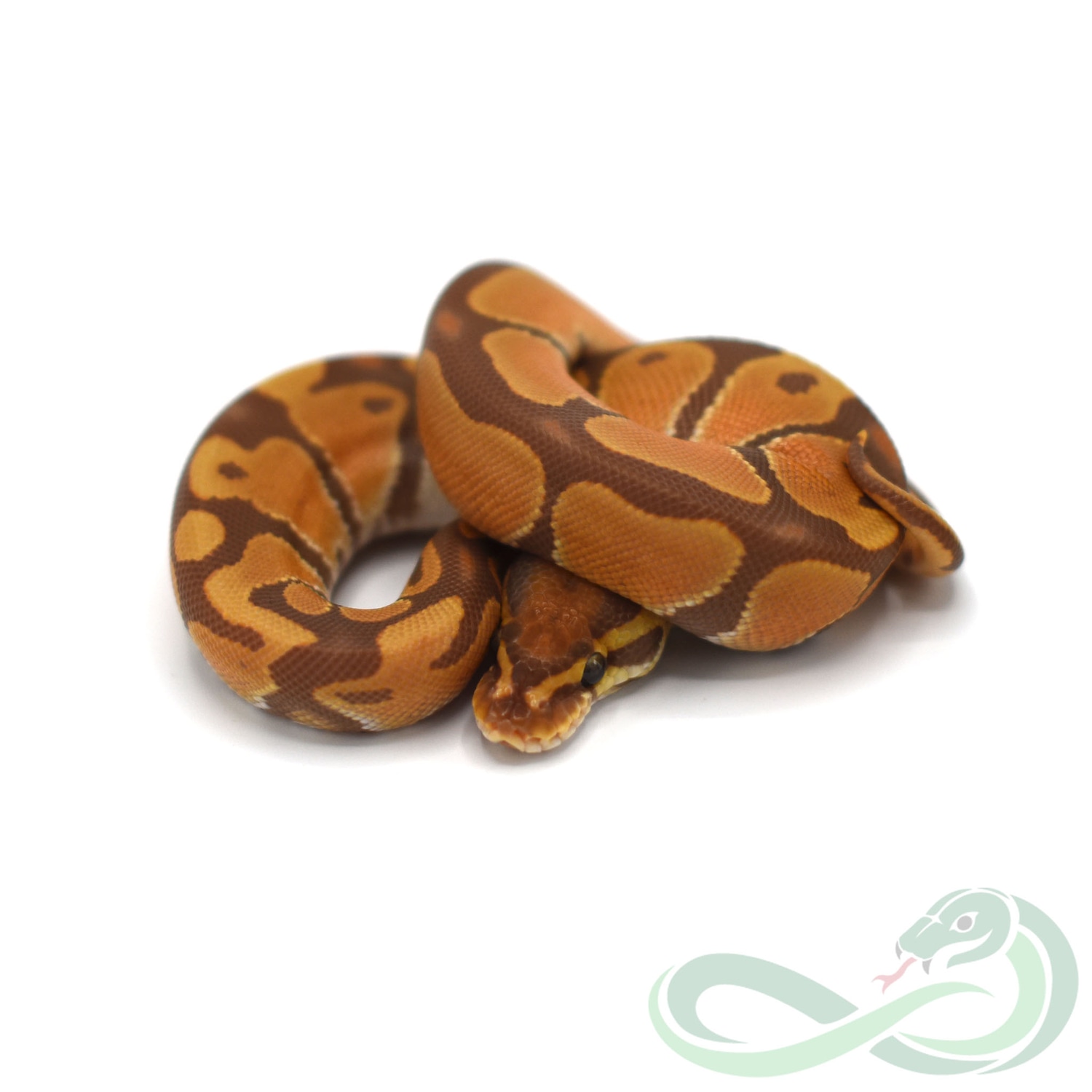 Ultramel Ball Python by Snakes 'N' Stuff - MorphMarket
