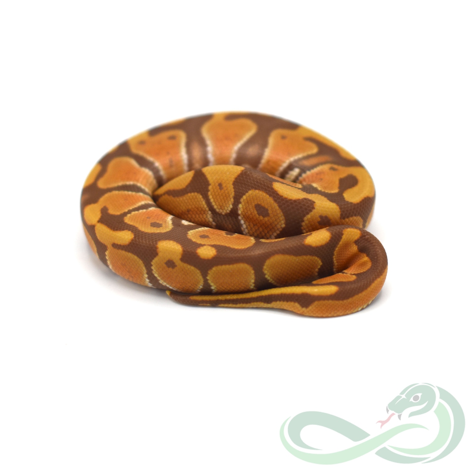Ultramel Ball Python by Snakes 'N' Stuff - MorphMarket