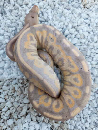 Banana Cinnamon Black Head OD Ball Python by Snake Social