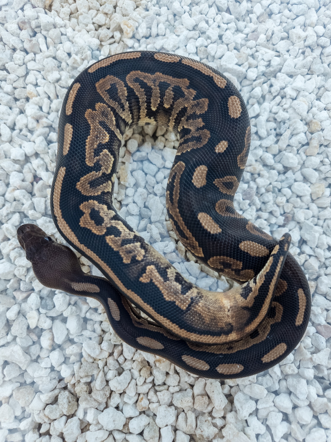 Cinnamon Black Head Orange Dream Ball Python by Snake Social - MorphMarket